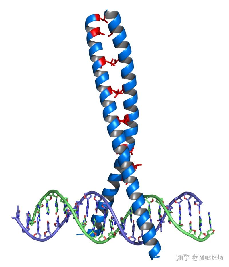 生物学 coiled-coil domains是什么意思？ - 知乎