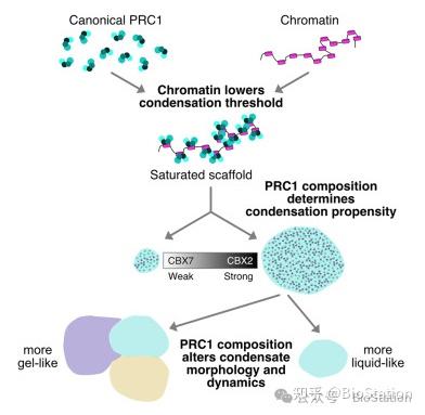 Mol Cell | PRC1复合物：解密基因抑制的关键调控者 - 知乎