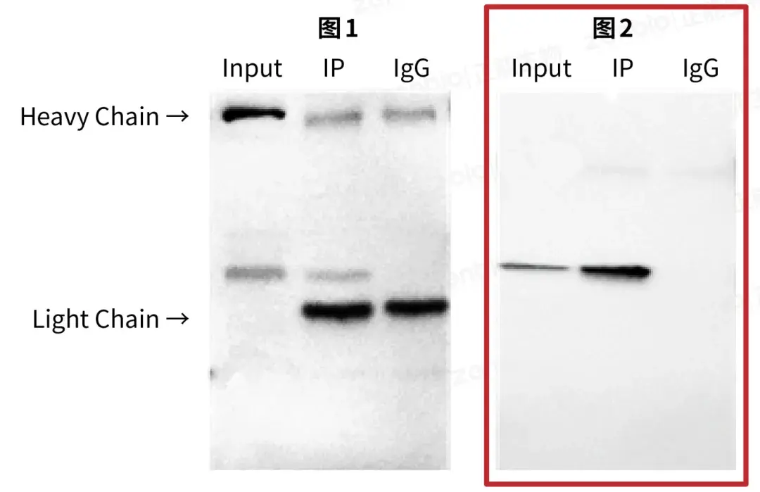 【免疫沉淀】（Immunoprecipitation, IP）实验技巧详解 - 知乎