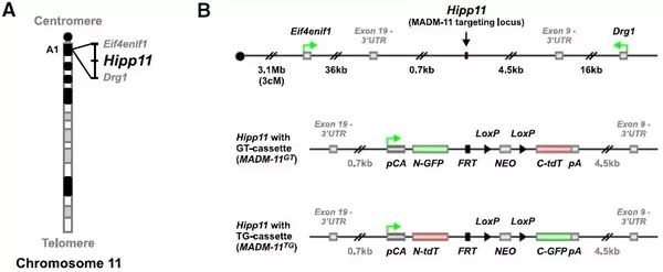 读懂Safe Harbor——玩转基因过表达 - 知乎