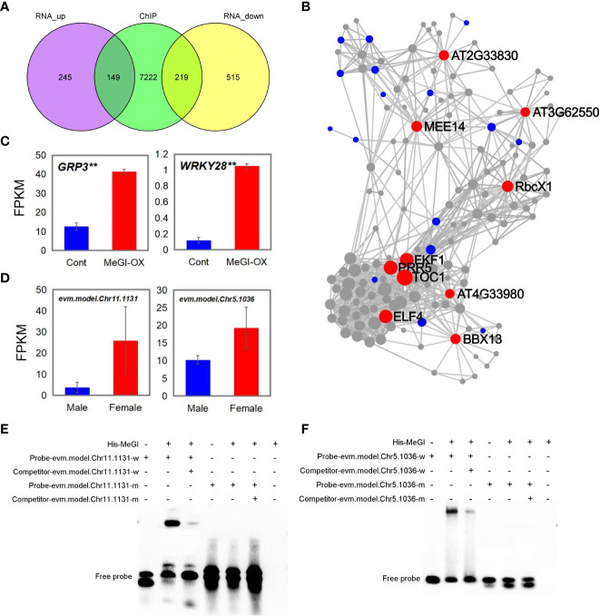 项目文章 | ChIP-seq、DAP-seq和全转录组联合分析探究油柿MeGI转录因子的调控机制 - 知乎