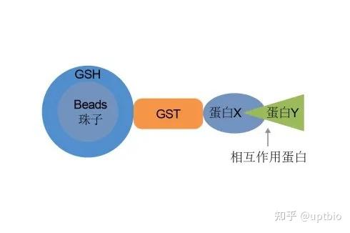 Co-IP结果怎么分析？看这儿 - 知乎