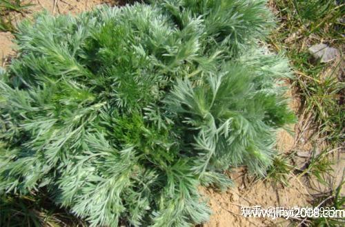 白蒿泡水的功效与作用 - 知乎