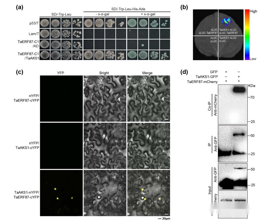 【New Phytol】TaERF87和TaAKS1协同调节TaP5CS1/TaP5CR1介导的脯氨酸生物合成以增强小麦的抗旱性 - 知乎