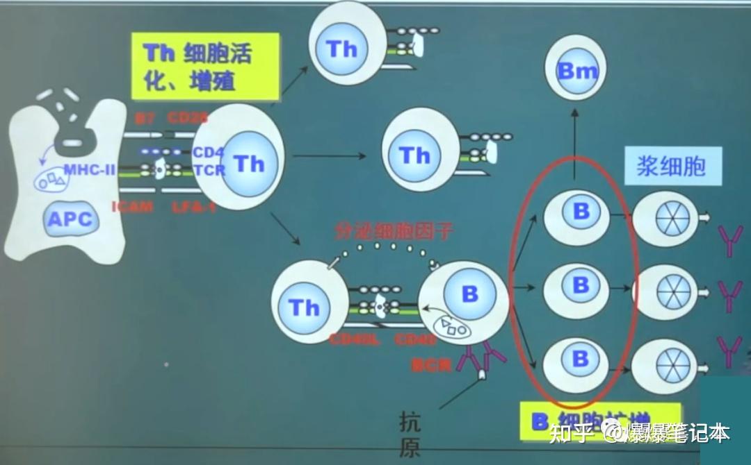 免疫应答的过程 - 知乎