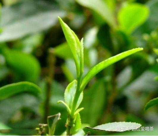白茶产区范围有多大?什么茶树品种可以制作白茶? 知乎