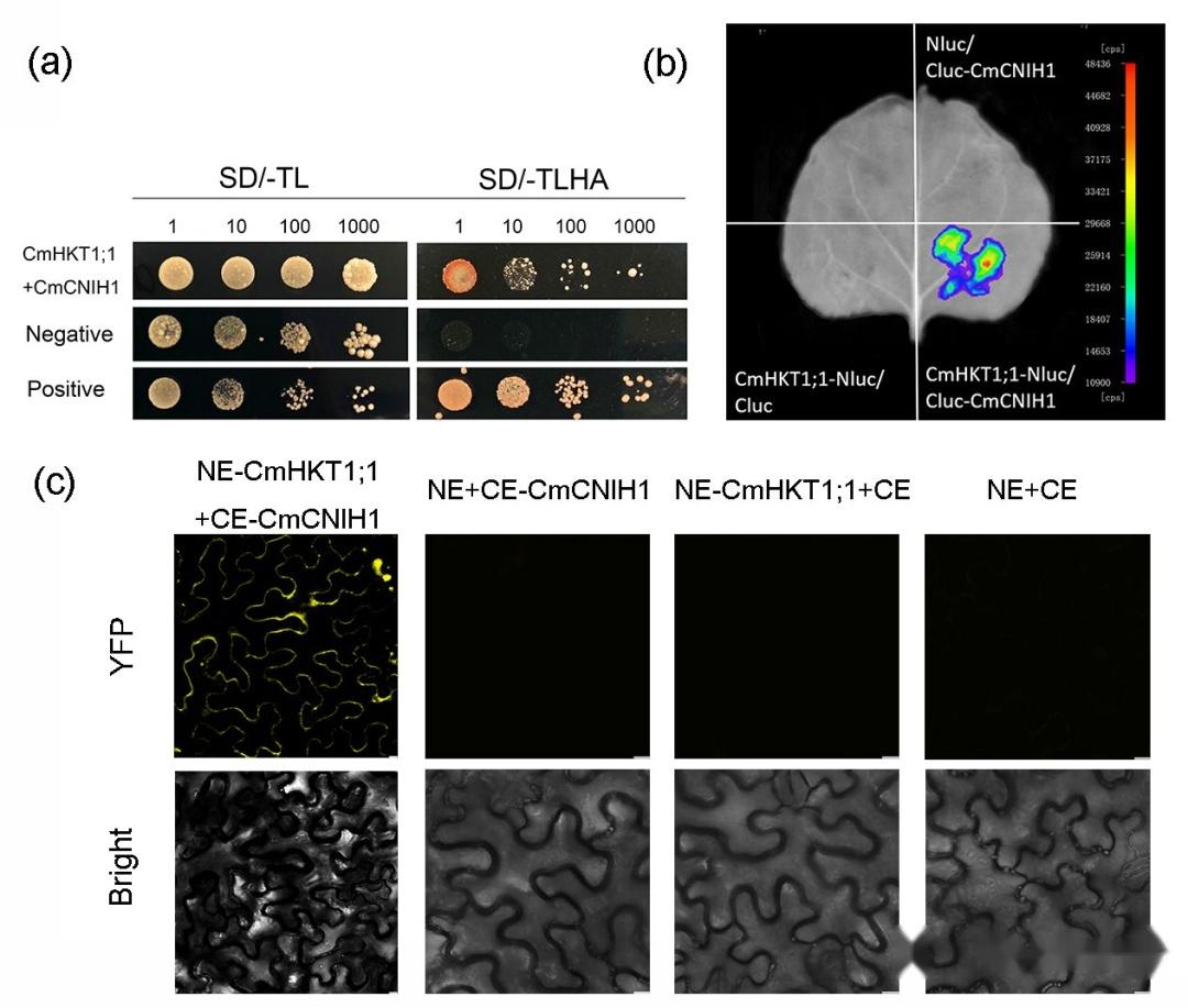 【PLANT J】CmCNIH1通过影响南瓜中CmHKT1;1的运输从而提高南瓜的耐盐性 - 知乎