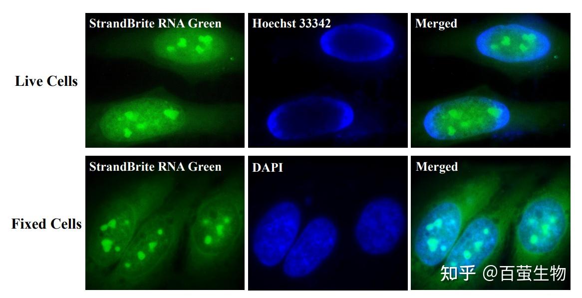 使用 StrandBrite RNA Green 染料选择性分析活细胞和固定细胞中的 RNA - 知乎