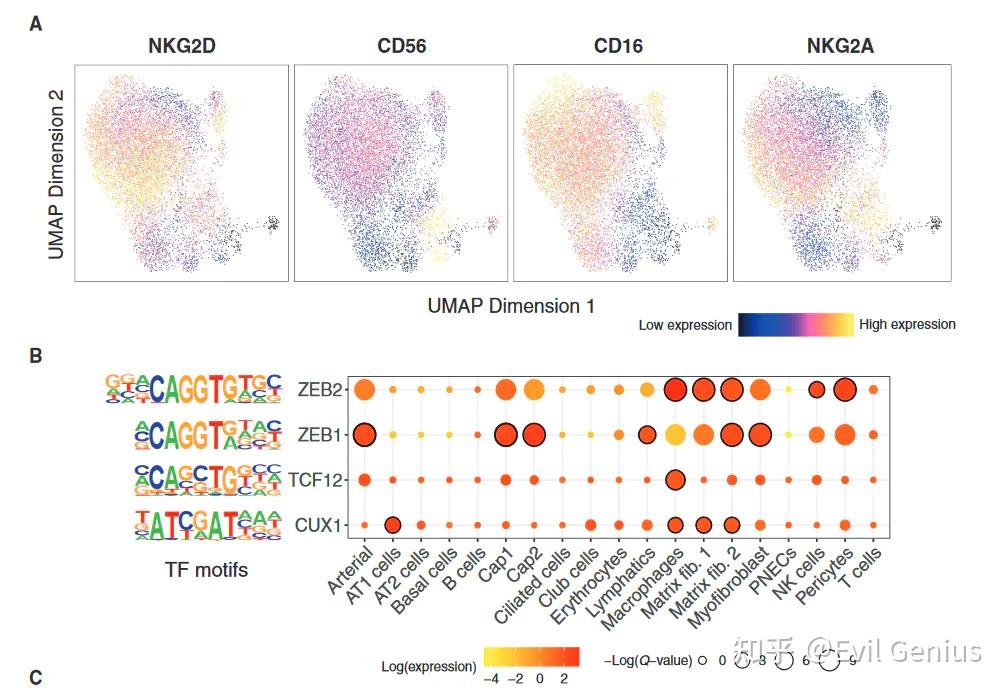 单细胞多组学（scRNA + scATAC或者snRNA + snATAC）联合分析的ATAC分析部分的解读 - 知乎