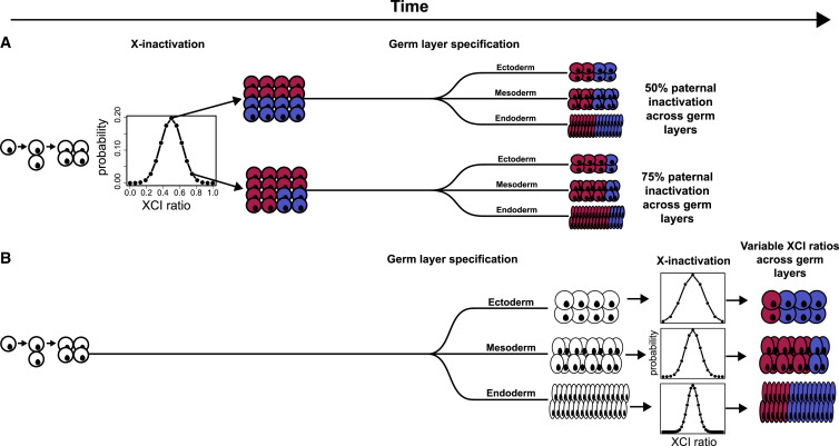 X染色体失活和胚胎发育 - 知乎