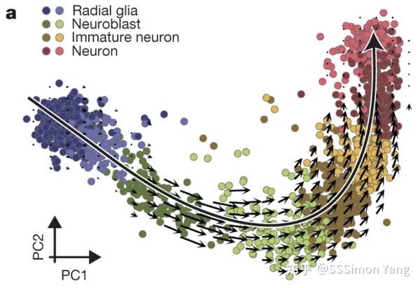2020-011 RNA velocity of single cells - 知乎