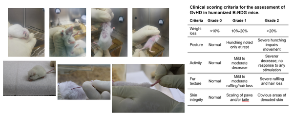 怎么又双叒叕GvHD了？--GvHD模型的建立与应用 - 知乎
