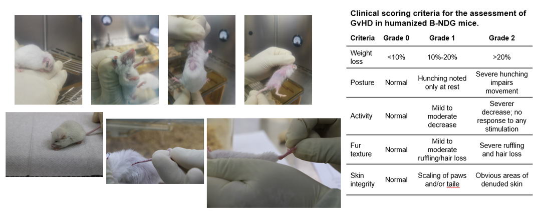 怎么又双叒叕GvHD了？--GvHD模型的建立与应用 - 知乎