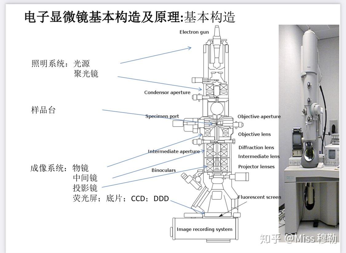 光学显微镜与电子显微镜的区别？ - 知乎