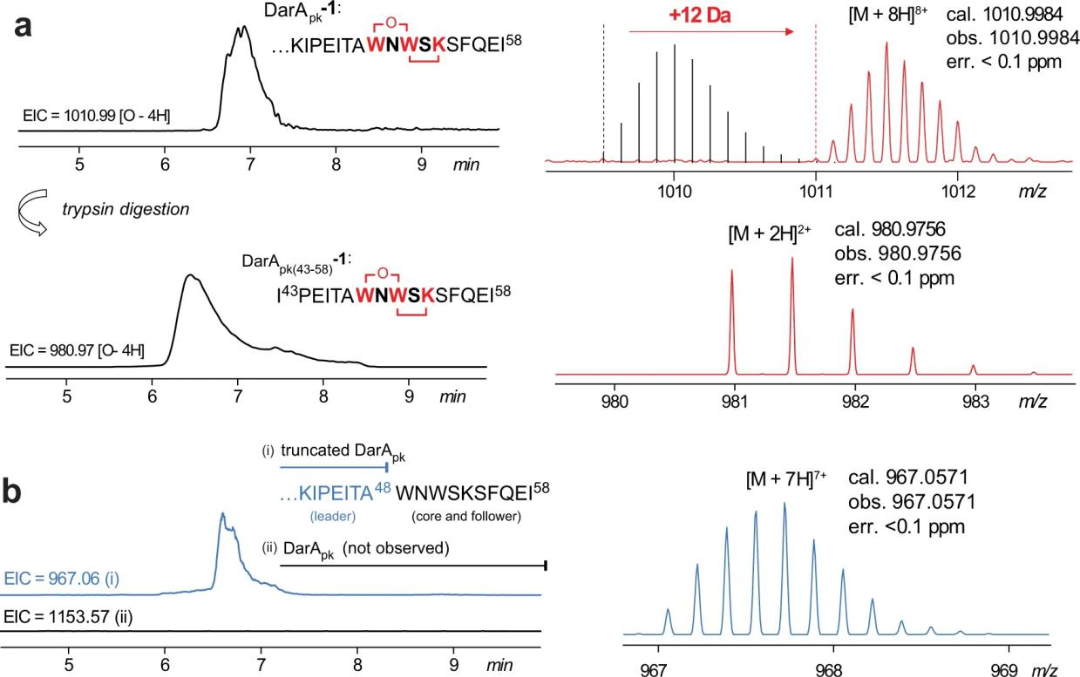 Nat Commun︱丁伟/张琪团队合作揭示超级抗生素darobactin的生物合成机制 - 知乎
