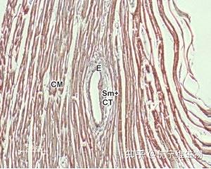 钠钙交换体（Na+/Ca2+ Exchangers，NCX）的简介及研究工具 - 知乎