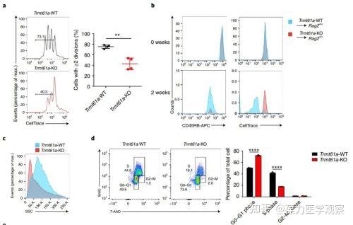 Nature Immunology | 揭示tRNA m1A修饰促进T细胞扩增的机制 - 知乎