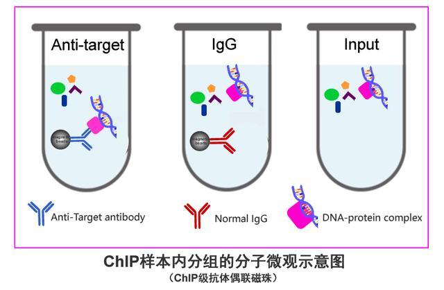 ChIP实验—分组设计及对照 - 知乎