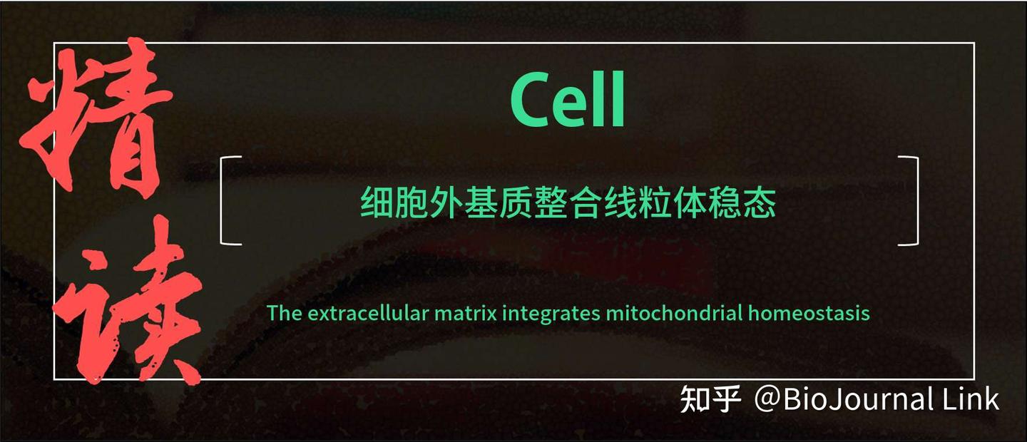 顶刊精读 | 细胞外基质整合线粒体稳态 - 知乎