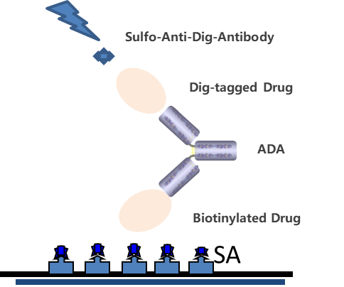 生物分析 | 小核酸药物的免疫原性检测 - 知乎