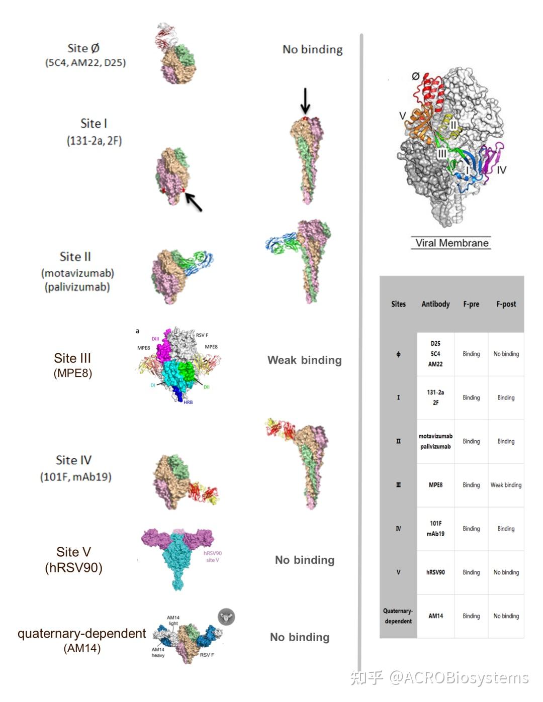结构专家又添新作：经抗体验证的RSV Pre & Post F蛋白 - 知乎