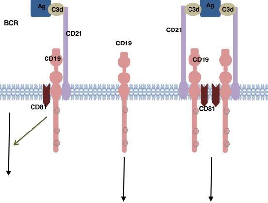 科普讲堂|一文了解CD19 CAR-T细胞治疗方法的基础 - 知乎