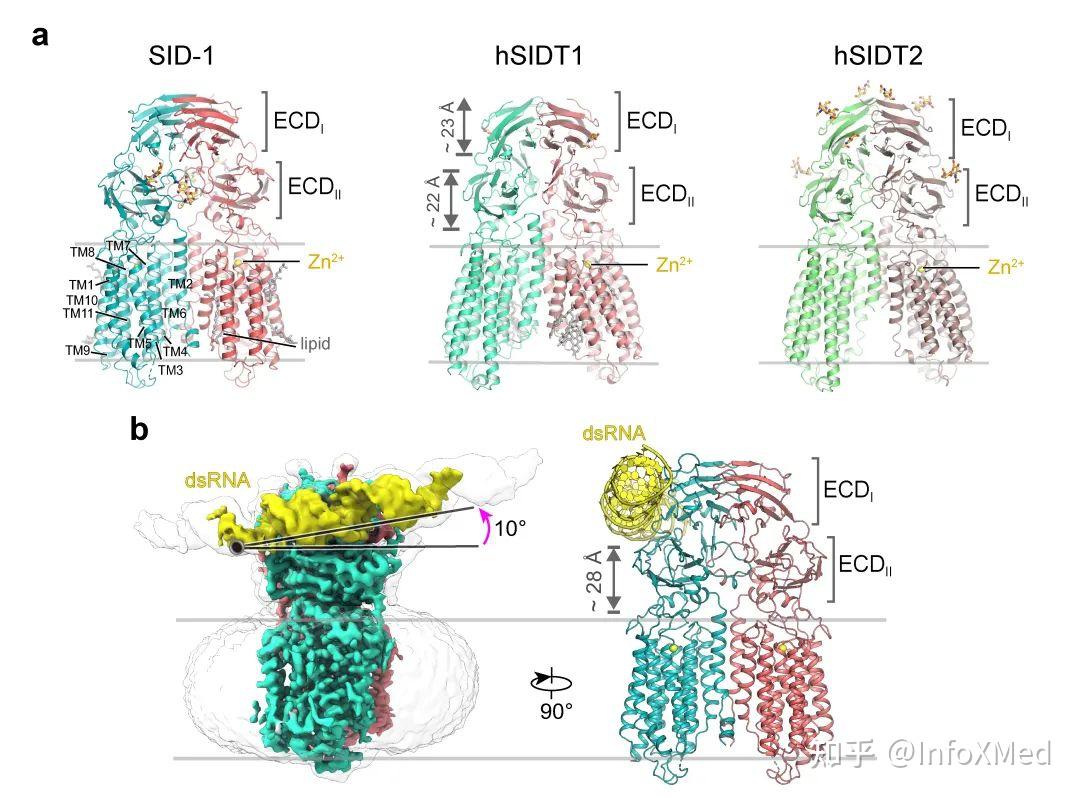 NSMB丨揭示系统性RNA干扰关键蛋白SID-1结构与核酸转运机制 - 知乎