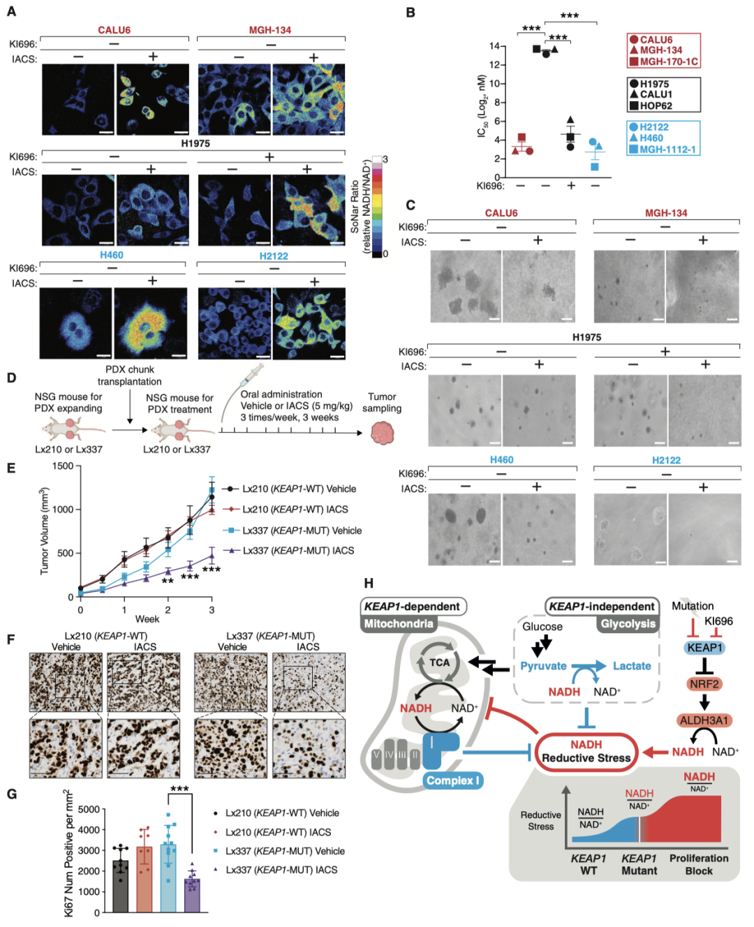 Cell Metabolism丨NRF2 激活诱导 NADH 还原应激，为肺癌提供代谢脆弱性 - 知乎