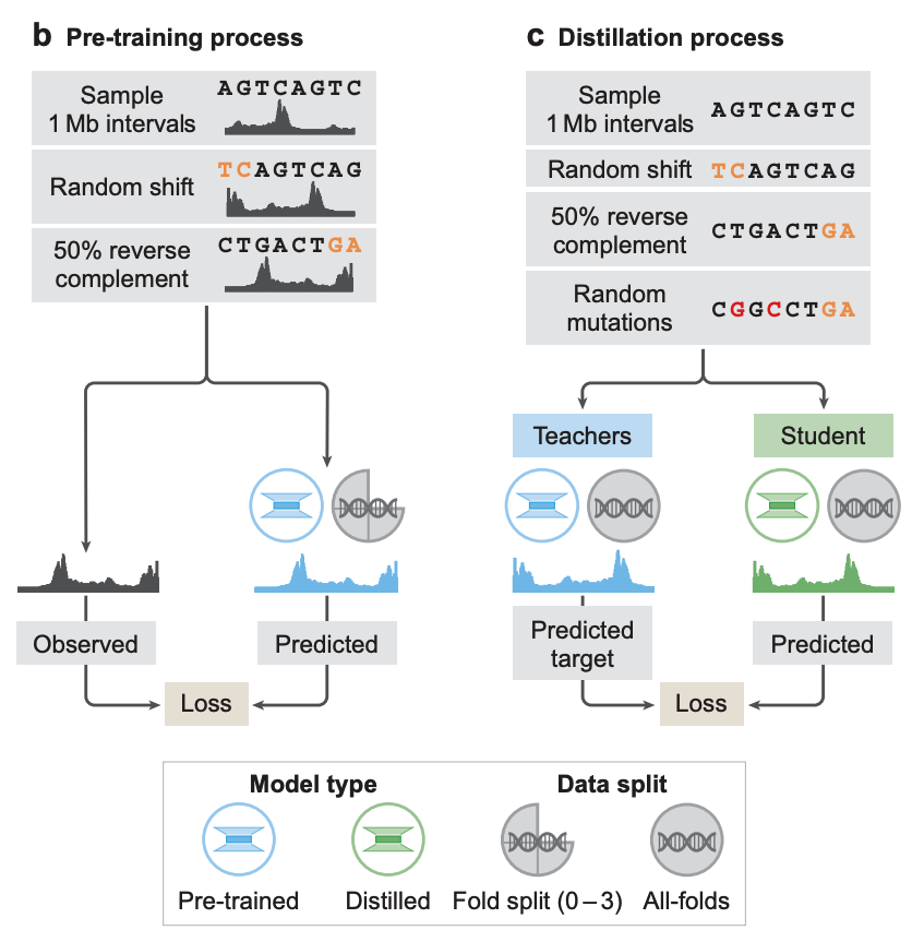 DeepMind发布AlphaGenome，1秒内完成所有模态和细胞类型的变异效应预测 - 知乎