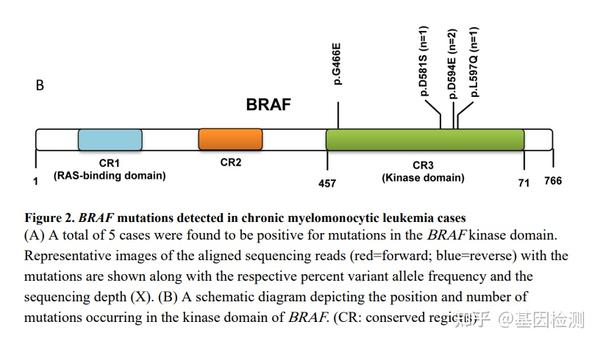 BRAF基因 - 知乎