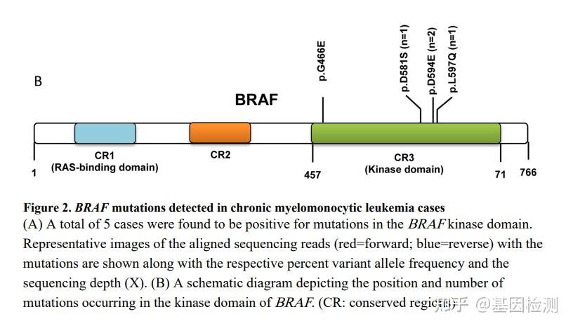 BRAF基因 - 知乎