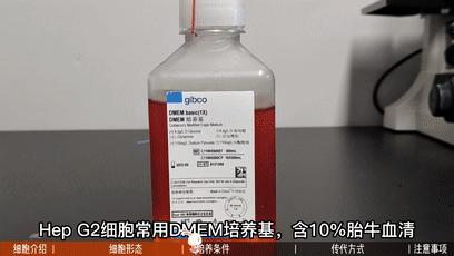 HepG2细胞培养，人肝癌细胞培养攻略 - 知乎