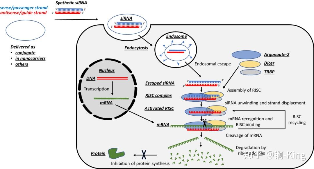 治疗性siRNA：最新进展和未来前景 - 知乎