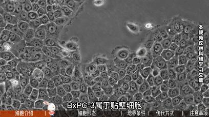 BxPC-3细胞培养，人原位胰腺腺癌细胞培养攻略 - 知乎