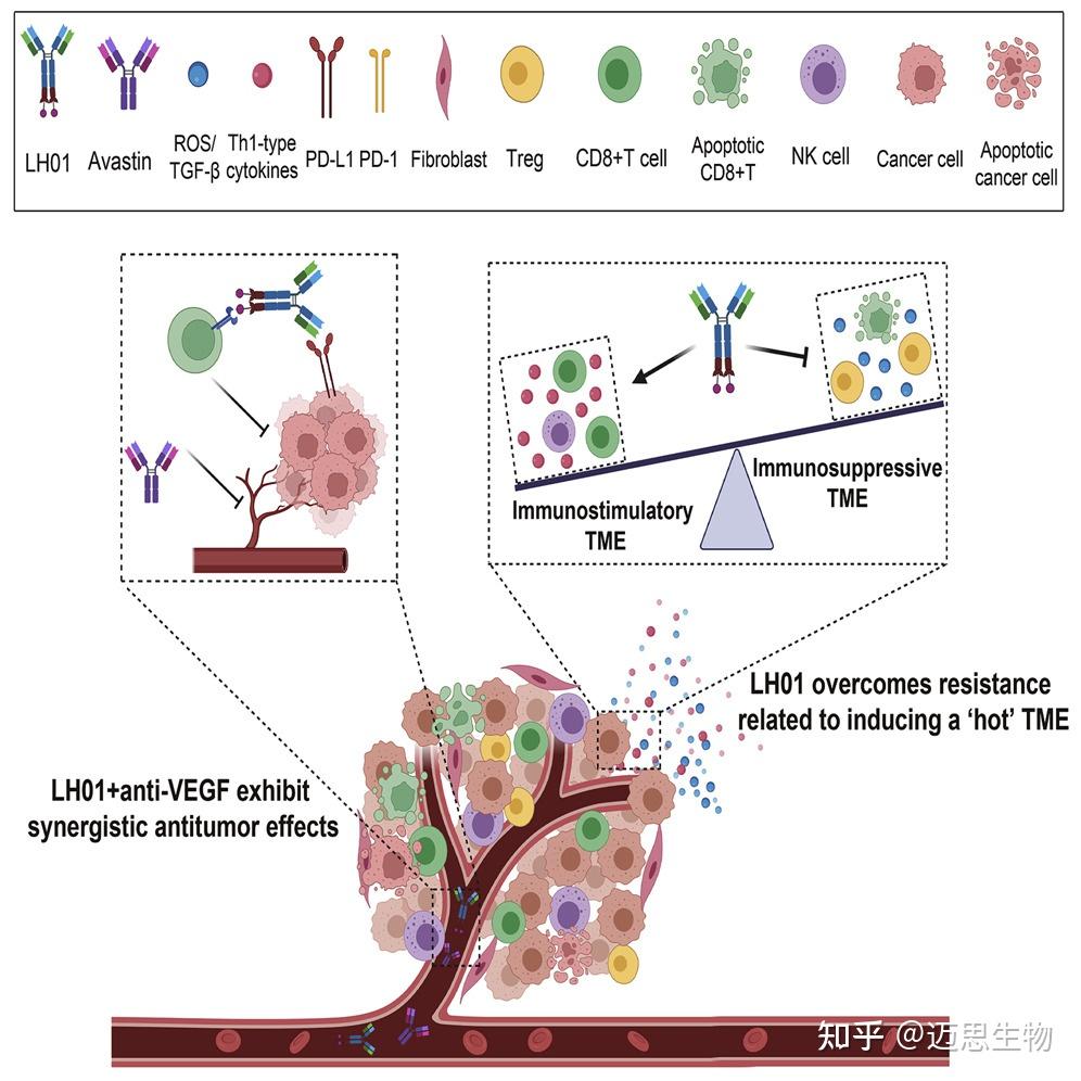 文献分享：新一代抗PD-L1&IL-15免疫细胞因子的抗肿瘤免疫 - 知乎