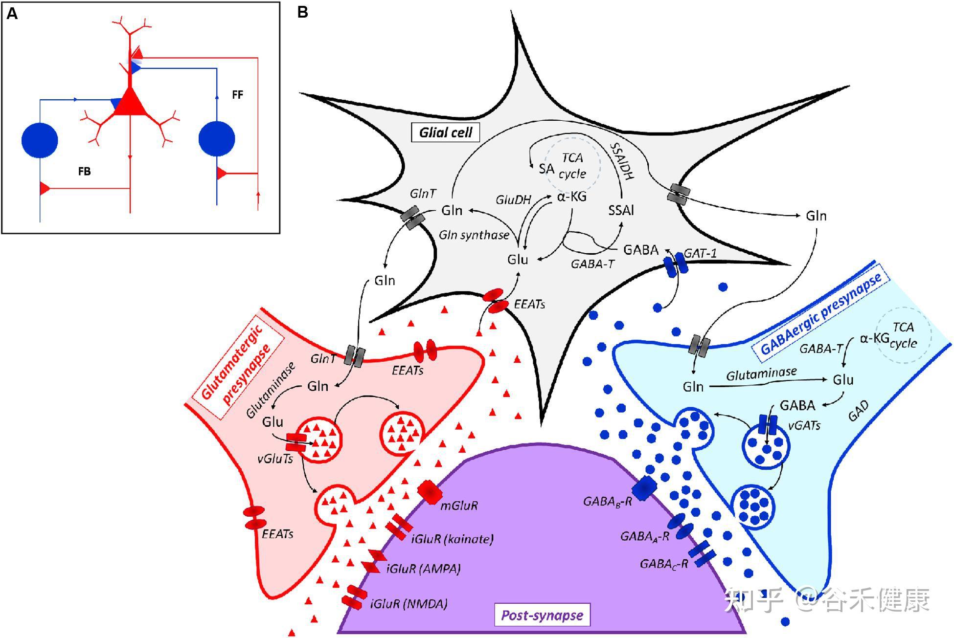 兴奋神经递质——谷氨酸与大脑健康 - 知乎