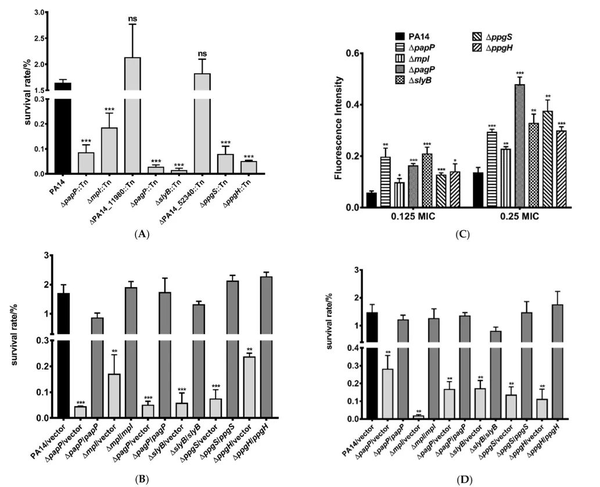 项目文章 | 鉴定铜绿假单胞菌对多粘菌素 B 耐受性的新型 phoP-phoQ 调节基因 - 知乎