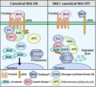 DKK1：经典的Wnt/β-catenin通路拮抗剂，癌症双向调控靶点？ - 知乎