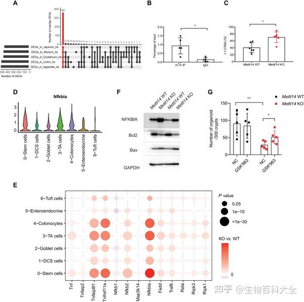 文献解读|m6A通过NF-κB调控结肠细胞稳态 - 知乎