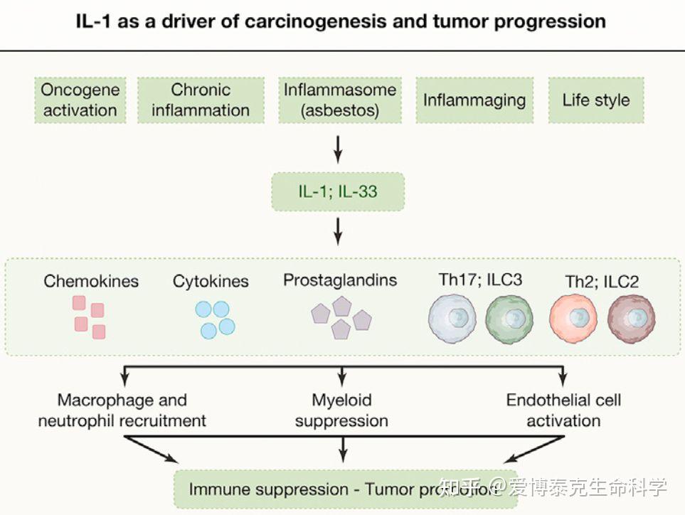 领域研究 | IL-1B与先天免疫 - 知乎