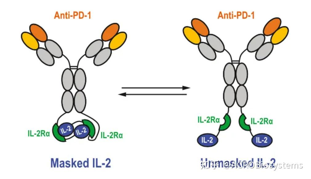 IL-2药物开发策略解读篇：偏向性调节 - 知乎