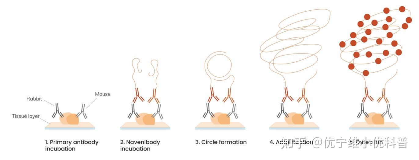 小优进修班∣Naveni® PLA产品效果展示 - 知乎