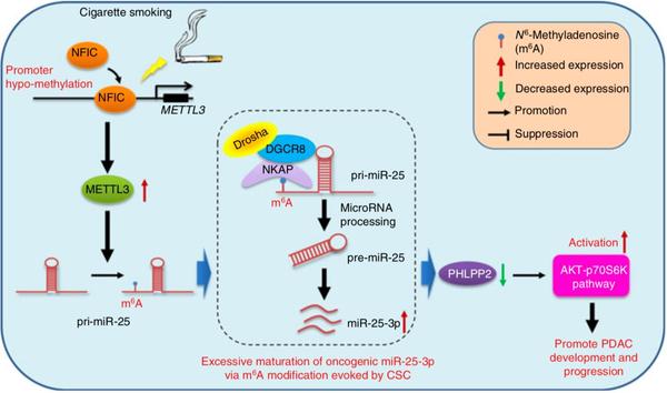 Nature子刊：中山大学林东昕院士等发现吸烟及二手烟导致胰腺癌的新机制，促进miRNA的m6A修饰，诱导胰腺癌发生发展 - 知乎