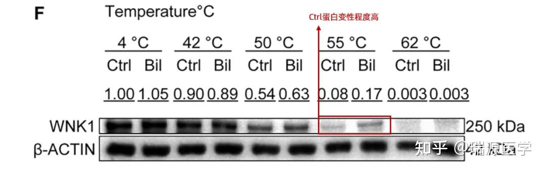 超全解析！细胞热迁移(CETSA)，原理、流程、结果解读、文献案例、常见问题分享~ - 知乎
