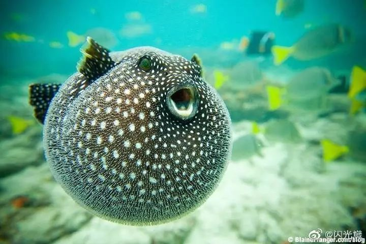 蒙特波卡：始新世的海洋之窗（4）——真鲈形系鲀形目（作者：达达） - 知乎