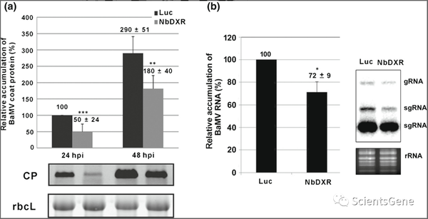 【New Phytol】来自质体MEP途径的赤霉酸参与BaMV的积累 - 知乎