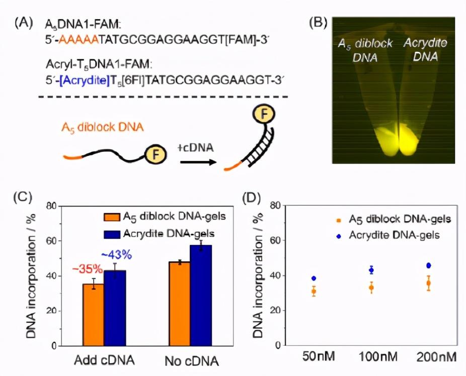 滑铁卢大学刘珏文《Angew》无修饰DNA的冷冻辅助偶联纳米凝胶，传感DNA和汞离子 - 知乎