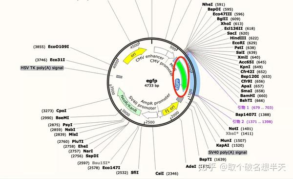 引物前面加酶切位点？ - 知乎