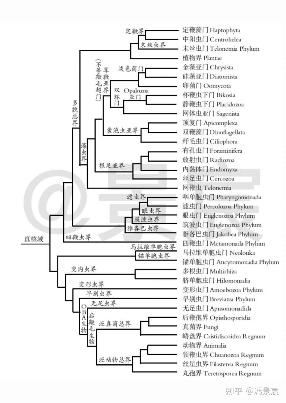 真核域系统发生树，演化树 - 知乎
