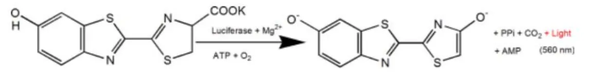 D-Luciferin D-荧光素(Luc标记)活体成像 - 知乎